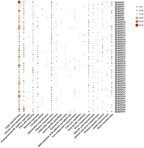 Cis Elements In The Promoter Regions Of Bpbzips The 2 0 Kb Promoter