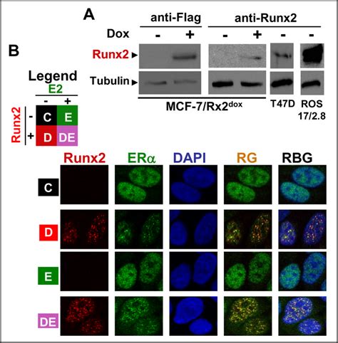 Conditional Expression Of Runx2 And Colocalization With Erα In Mcf7 Bca