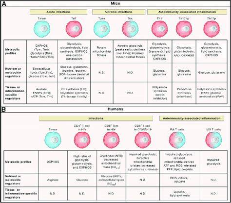 Metabolic Reprogramming In Response To Infection And Autoimmune