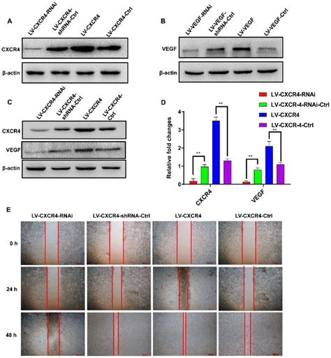 Cxcr4 Regulates Vegf Expression Protein Expression Levels Of A Cxcr4