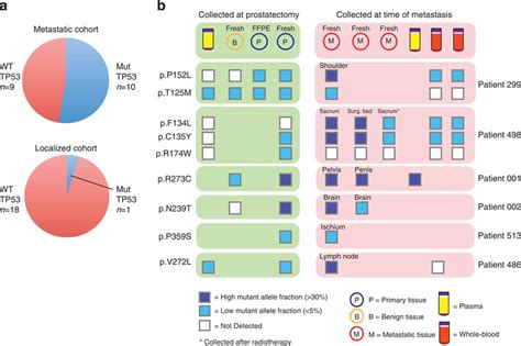 Tp53 Mutations Identified Via Tam Seq A Pie Charts Representing The