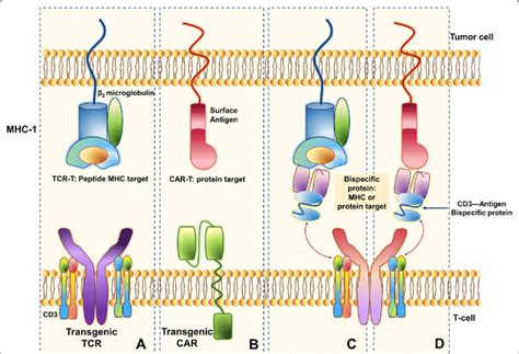 Schematic View Of Tcr And Car Structures A Tcr And Cd3 Molecules Form