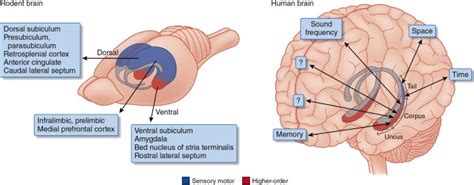 Viewpoints How The Hippocampus Contributes To Memory Navigation And