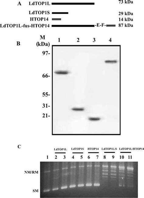 Protein Constructs And Purification A Structure Of Recombinant
