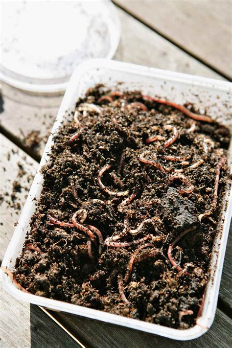 How To Set Up A Worm Bin For Vermicomposting
