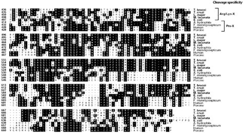 Alignment Of The Catalytic Domains Of Oligopeptidase B And Prolyl