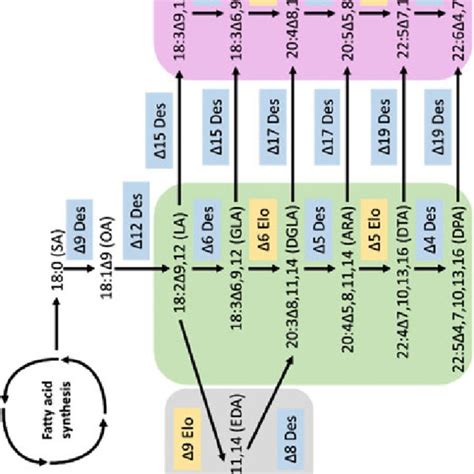 Fatty Acid Synthesis Pathway Download Scientific Diagram