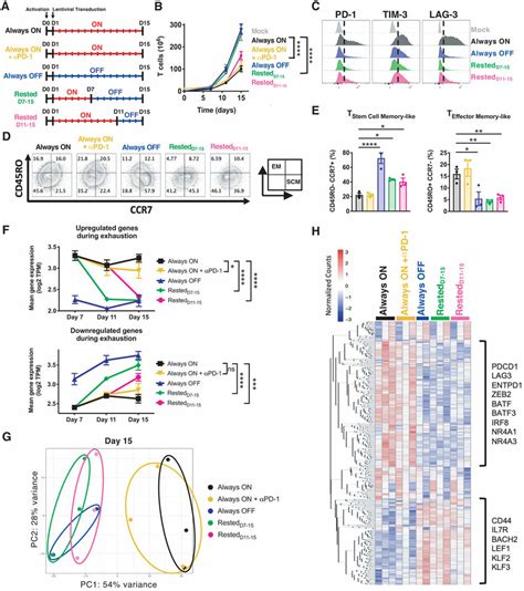 Transient Rest Reverses Phenotypic And Transcriptomic Hallmarks Of