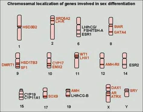 human genes in sex determination