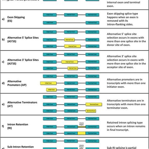 Different Types Of Alternative Splicing As Events A Exon Skipping