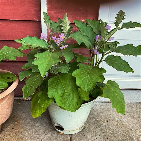 Growing Eggplant In Containers Hot Sex Picture