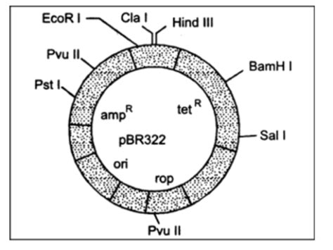 Draw A Well Labelled Diagram Of E Coli Cloning Vector Pbr322 Showing
