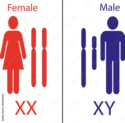 Colored Illustration Of Human Sex Chromosomes Xy Sex Determination