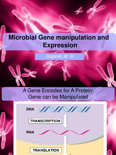 Optimization Strategies For Heterologous Gene Expression In Microbial