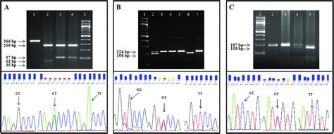 Figure Shows Pcr Rflp Upper Half And Confirmatory Dna Sequencing
