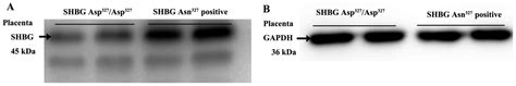 effect of placental sex hormone binding globulin single