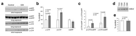 Inhibition Of γ Secretase Causes An Accumulation Of β Ctf And α Ctf In