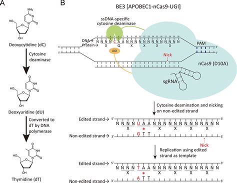 A Cytosine Deaminase First Converts The Deoxycytidine Dc To