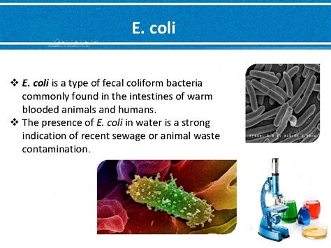 Lab 7 Enumeration Of Coliforms Fecal Coliforms And