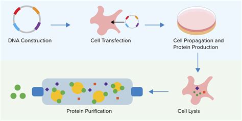 Plasmids 101 Protein Expression