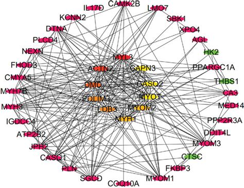 Hub Gene Identification A A Deg Ppi Network Constructed Using