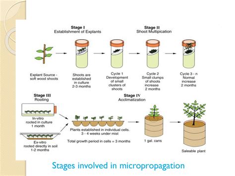Micropropagation Dr Kunzes Angmo Lecturer Department Of Biotechnology