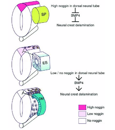 Initial Emigration Of Nc Cells Is Modulated By Somitogenesisinduced