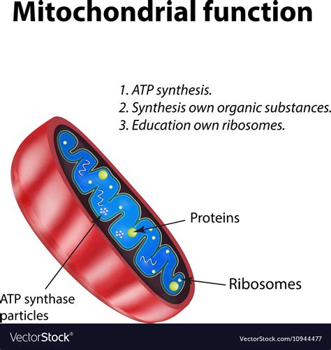 Mitochondria Structure And Function