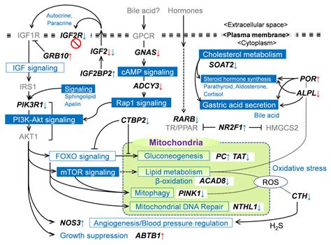 Ijms Free Full Text Dna Methylation Of Genes Participating In
