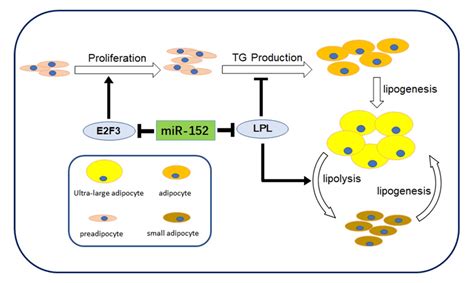 Schematic Diagram Showing Mir 152 Roles In 3t3 L1 Preadipocyte Cells