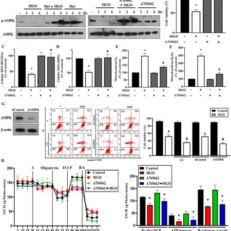 Metformin Can Restore Cellular Ros In Mgo Stimulated Cells Download