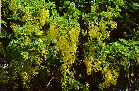 Cassia Fistula Indian Laburnum बहावा Amaltas Caesalpiniace… Flickr