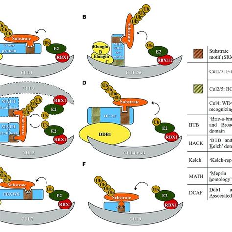 Diagram Representing E3 Ubiquitin Ligase Complexes Of The Cullin