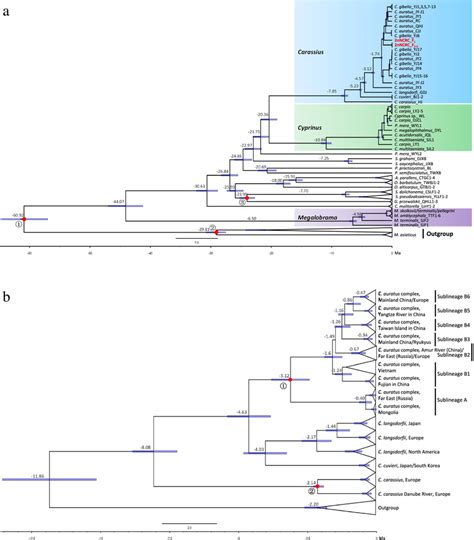 A Dated Phylogeny Using The Concatenated Dataset Twelve Proteins And