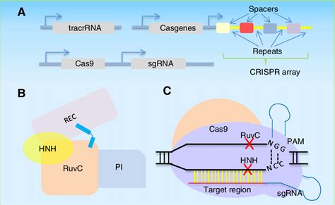 Crispr Cas9技术：sgrna合成与转染实现精准基因修饰