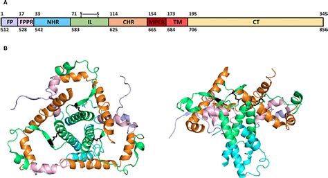 Frontiers Hiv Transmembrane Glycoprotein Conserved Domains And