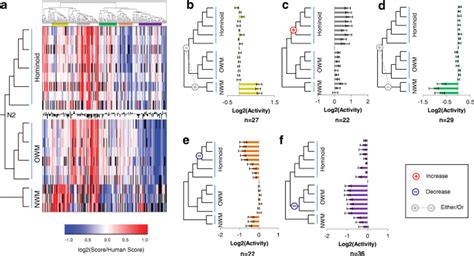Functional Characterization Of Enhancer Evolution In The Primate