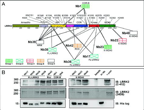 Nbs Bind Lrrk2 Via Interactions With Different Domains A Mapping Of