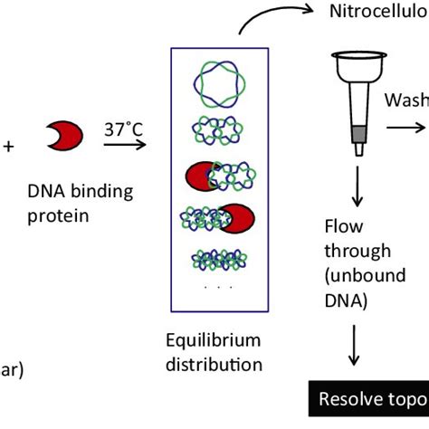 Pdf A Robust Assay To Measure Dna Topology Dependent Protein Binding
