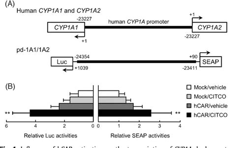 Figure 1 From Constitutive Androstane Receptor Transcriptionally