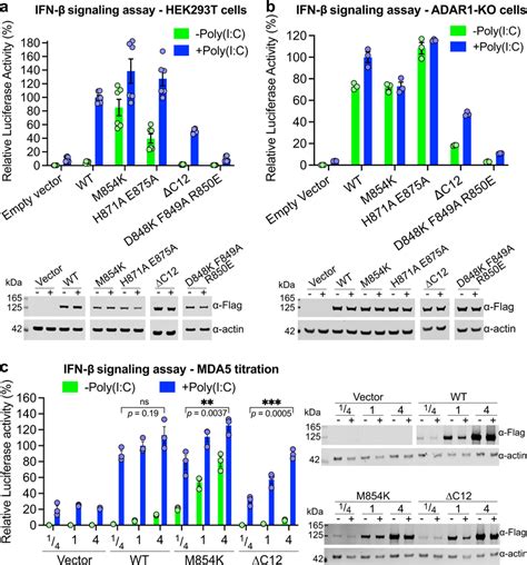 Mda5 M854k Is Constitutively Active In A Cell Based Ifn β Reporter