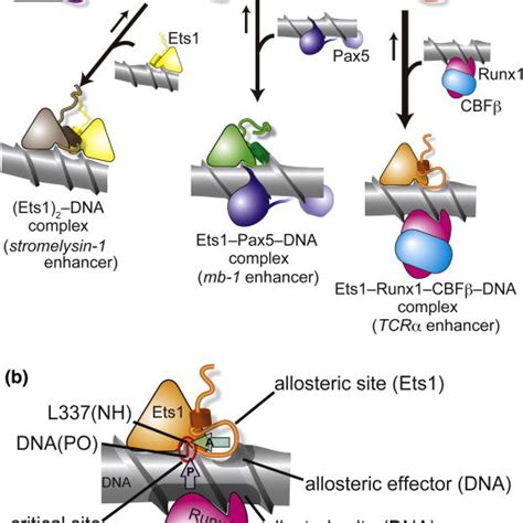 Conformational Selection Model For Ets1 By A Partner Within Tf Dna