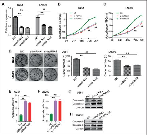Figure 2 From Long Noncoding Rna Linc01426 Promotes Glioma Progression