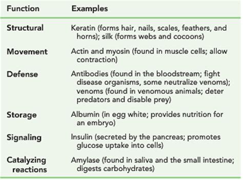Protein Structure And Function – Bsc109 – Biology I