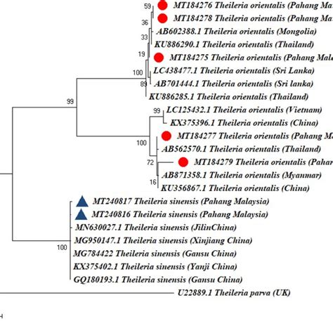 Phylogenetic Tree Showing Taxonomic Relationships Of Theileria