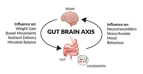 Pin On Gut Brain