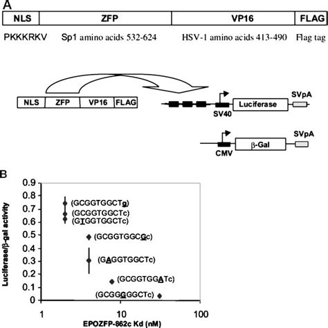 The Relationship Of Dna Binding Affinity To Transcriptional Activation