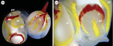 photos bizarre sex lives of hermaphrodite sea slugs live science