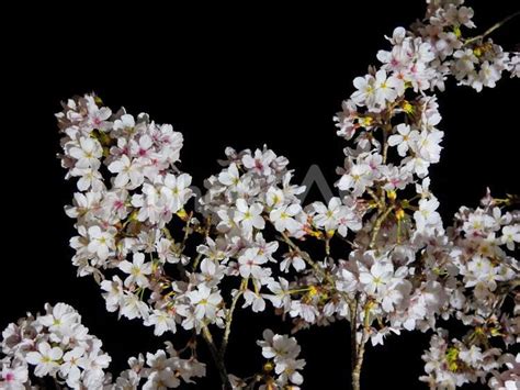 尾関山公園の夜桜 No 26314803｜写真素材なら「写真ac」無料（フリー）ダウンロードok