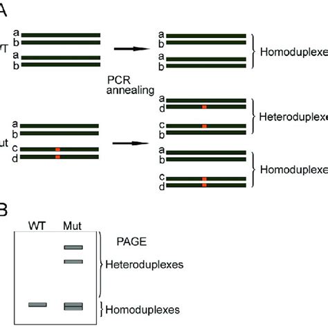 Schematic Overview Of Page Based Genotyping Protocol For